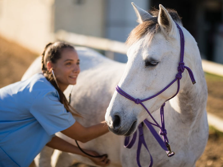 17 Signs and Symptoms of a Sick Horse – Farm House Tack