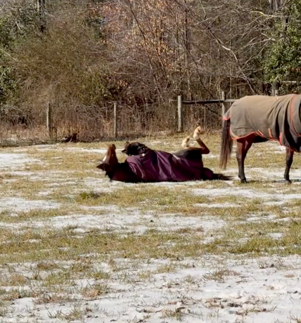 Can Squiggy Make Snow Angels? – Farm House Tack