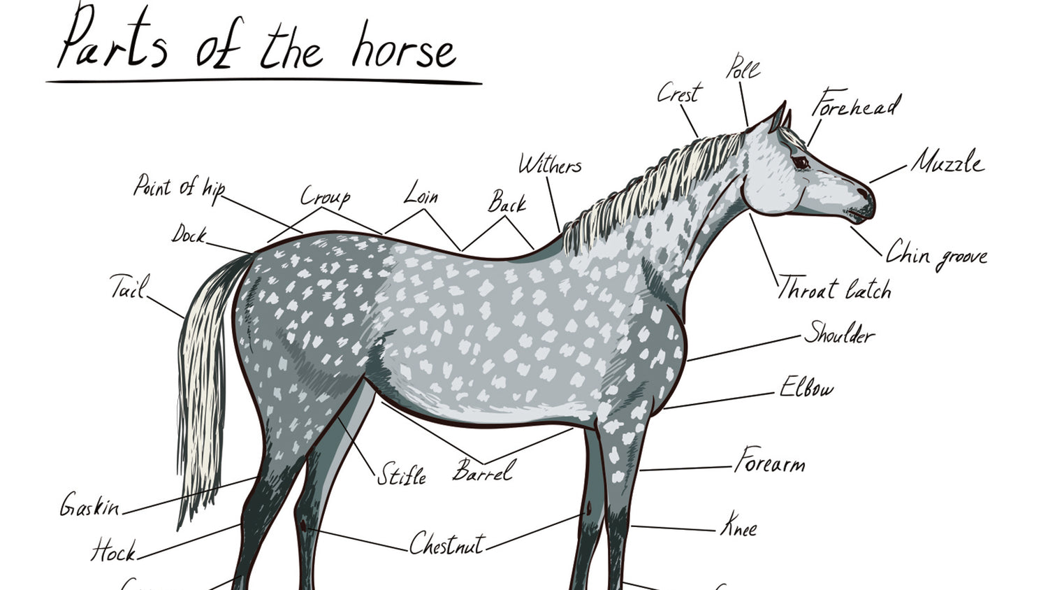Parts of a Horse: Horse Anatomy with Pictures (Equestrians Guide)
