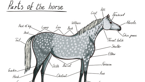 Horse Gaits Diagram