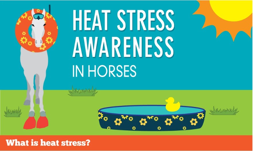 Horses & Heat Stress From Our Friends At Horsedvm.com | Farm House Tack