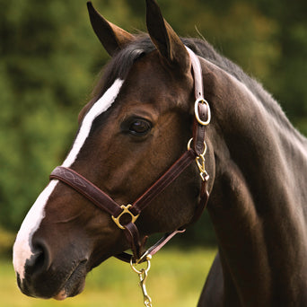 Horse Tack & Supplies | Equestrian Shop - The Farm House