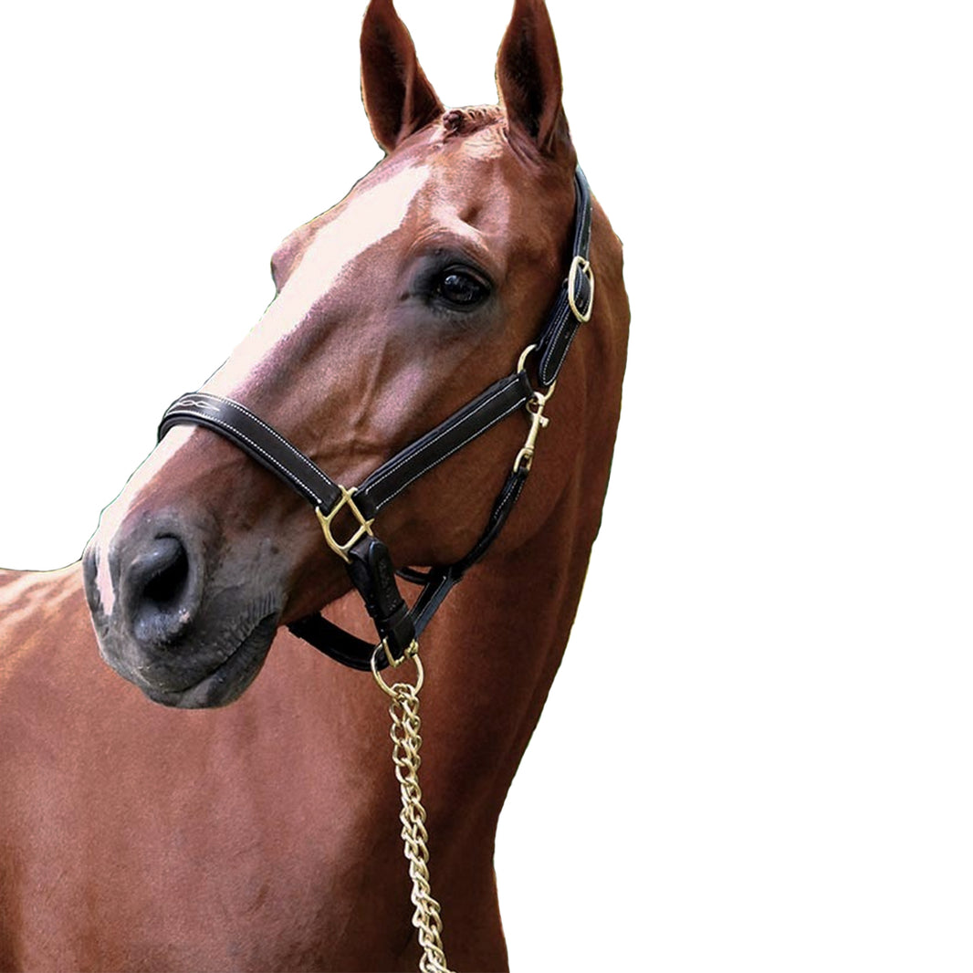 Horse Halters - Nylon, Leather, Padded | The Farm House – Farm House Tack