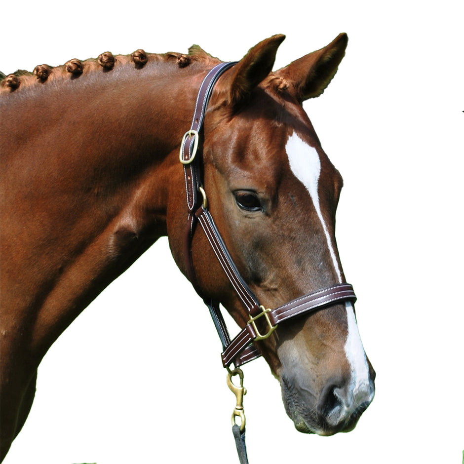 Horse Halters - Nylon, Leather, Padded | The Farm House – Farm House Tack