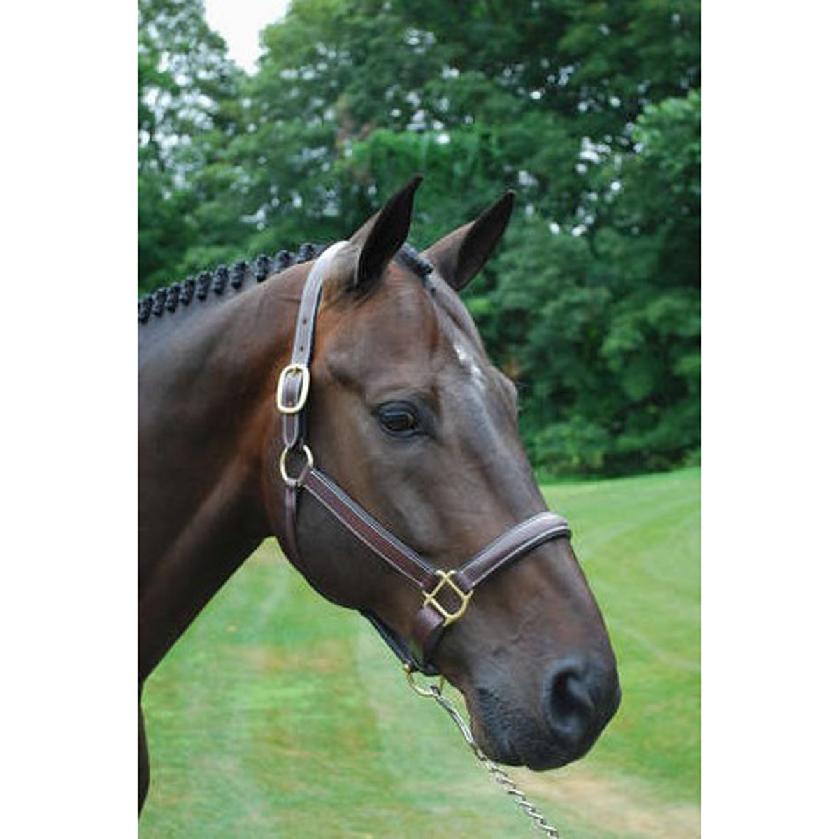 Horse Halters - Nylon, Leather, Padded | The Farm House Page 2