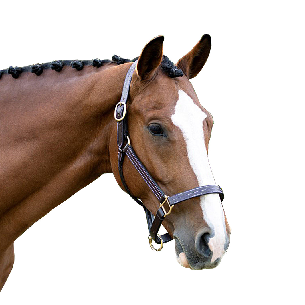 Horse Halters - Nylon, Leather, Padded | The Farm House – Farm House Tack