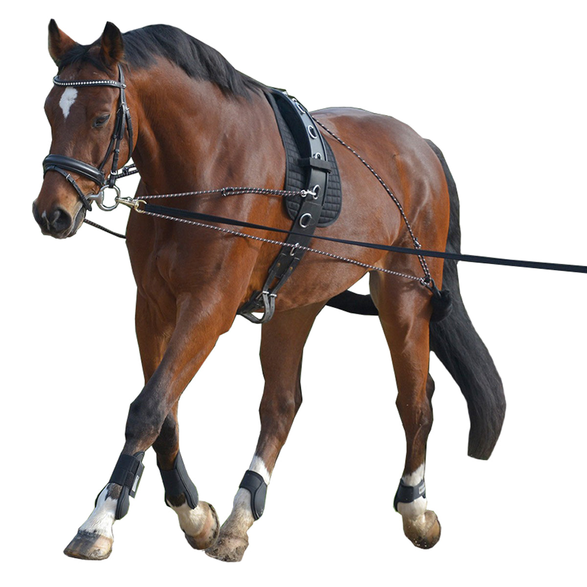Horse Lunging Equipment